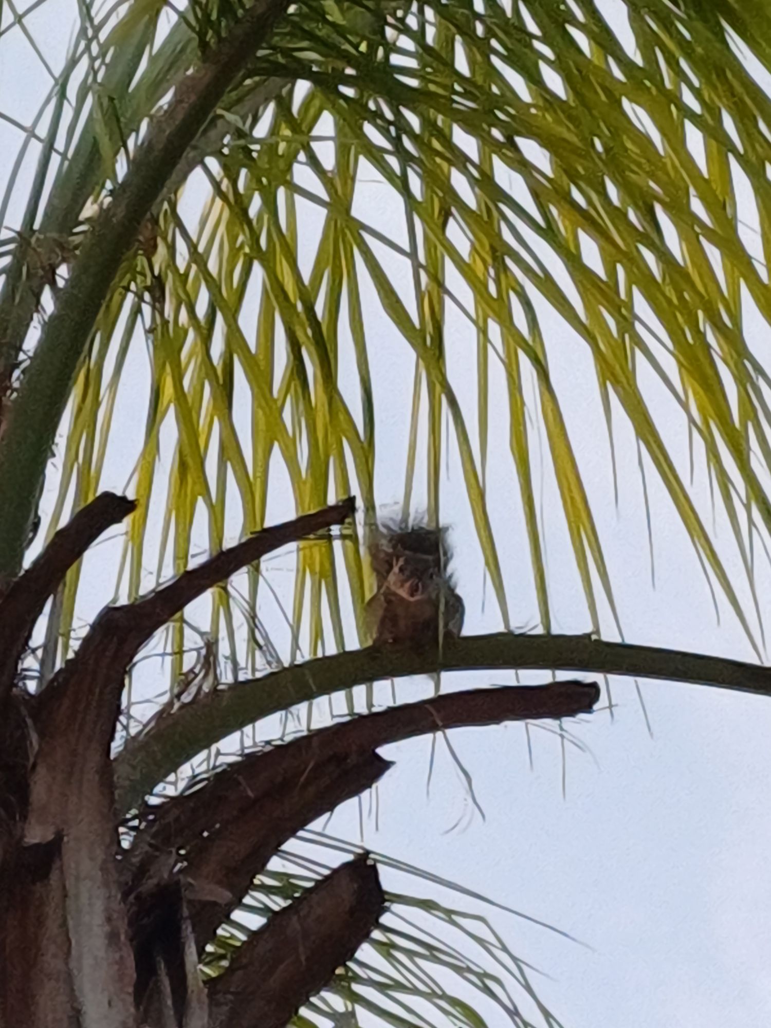 Acechanza | Heroísmo Agonizante 101 (Sólo para principiantes)